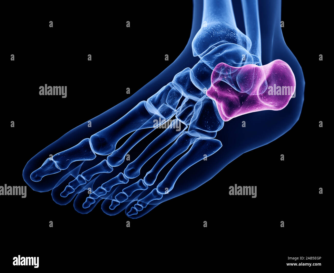 3d rendered medically accurate illustration of the calcaneus bone Stock ...