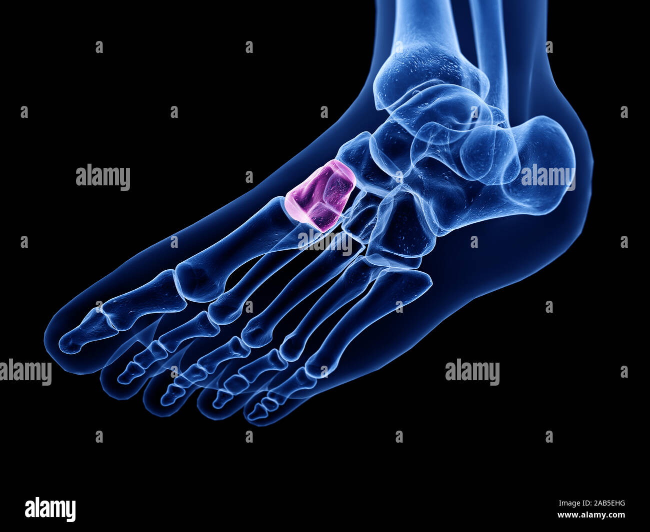 3d rendered medically accurate illustration of the medial cuneiform ...