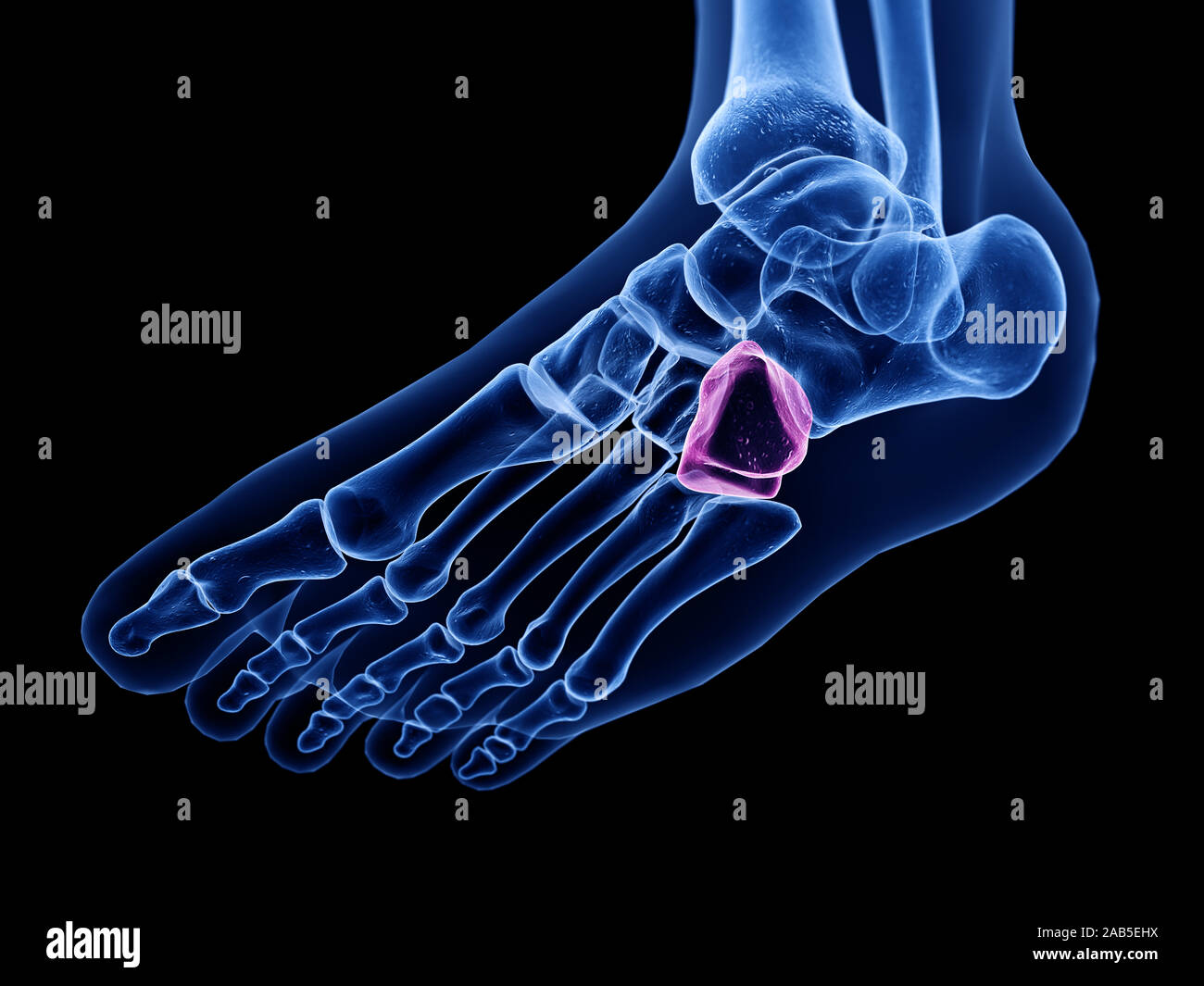 3d rendered medically accurate illustration of the cuboid bone Stock ...