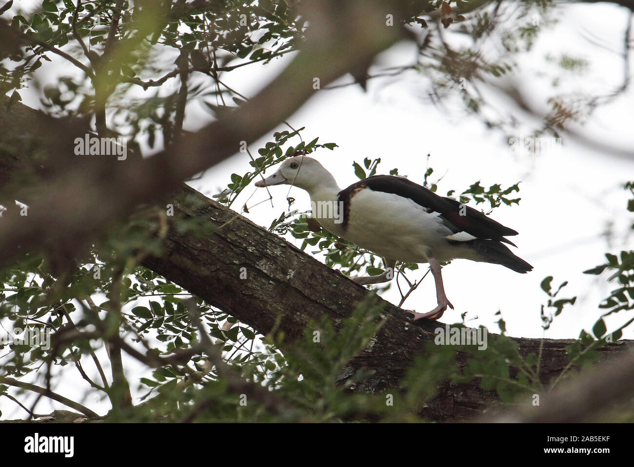 Radjah Shelduck (Radjah radjah radjah) adult walking up branch in tree ...