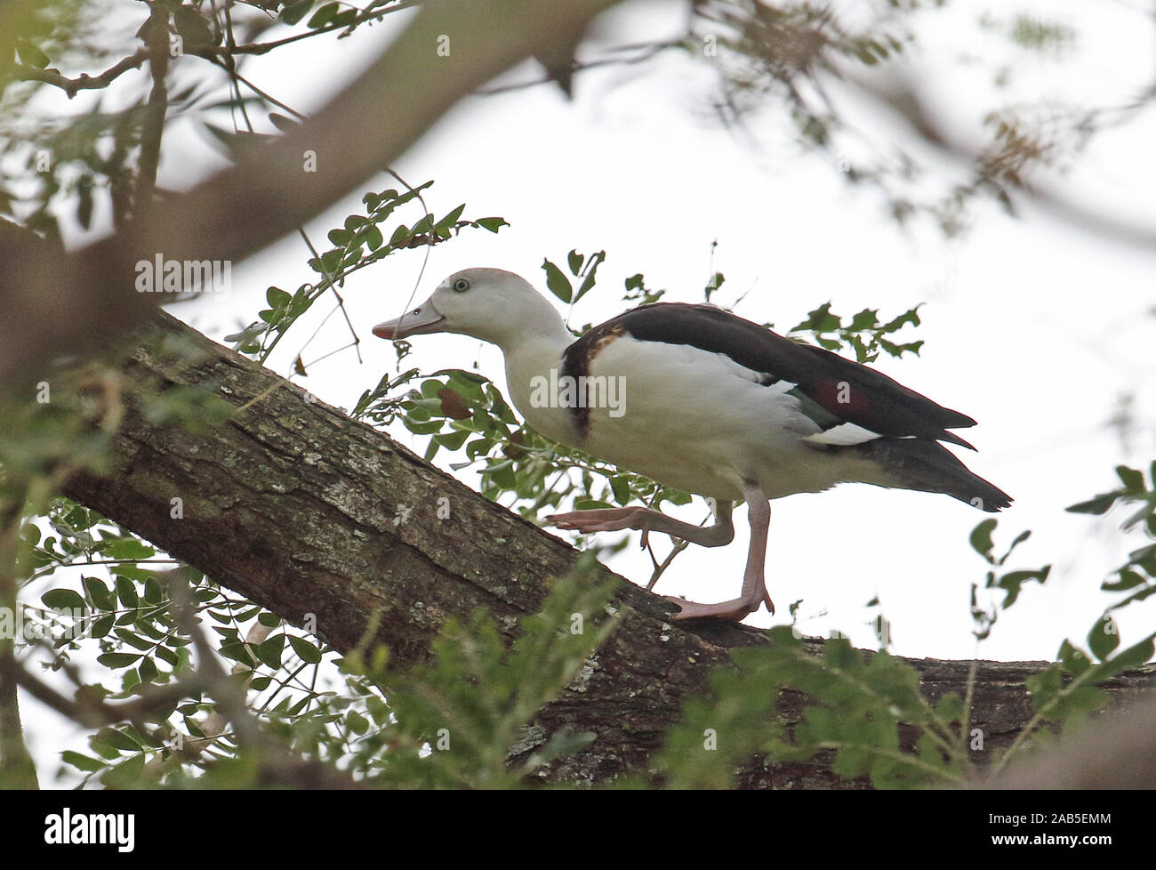 Radjah Shelduck (Radjah radjah radjah) adult walking up branch in tree ...