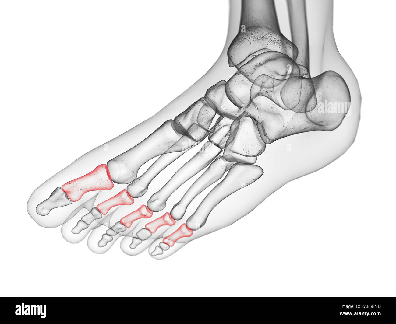 3d rendered medically accurate illustration of the middle phalanx bone ...