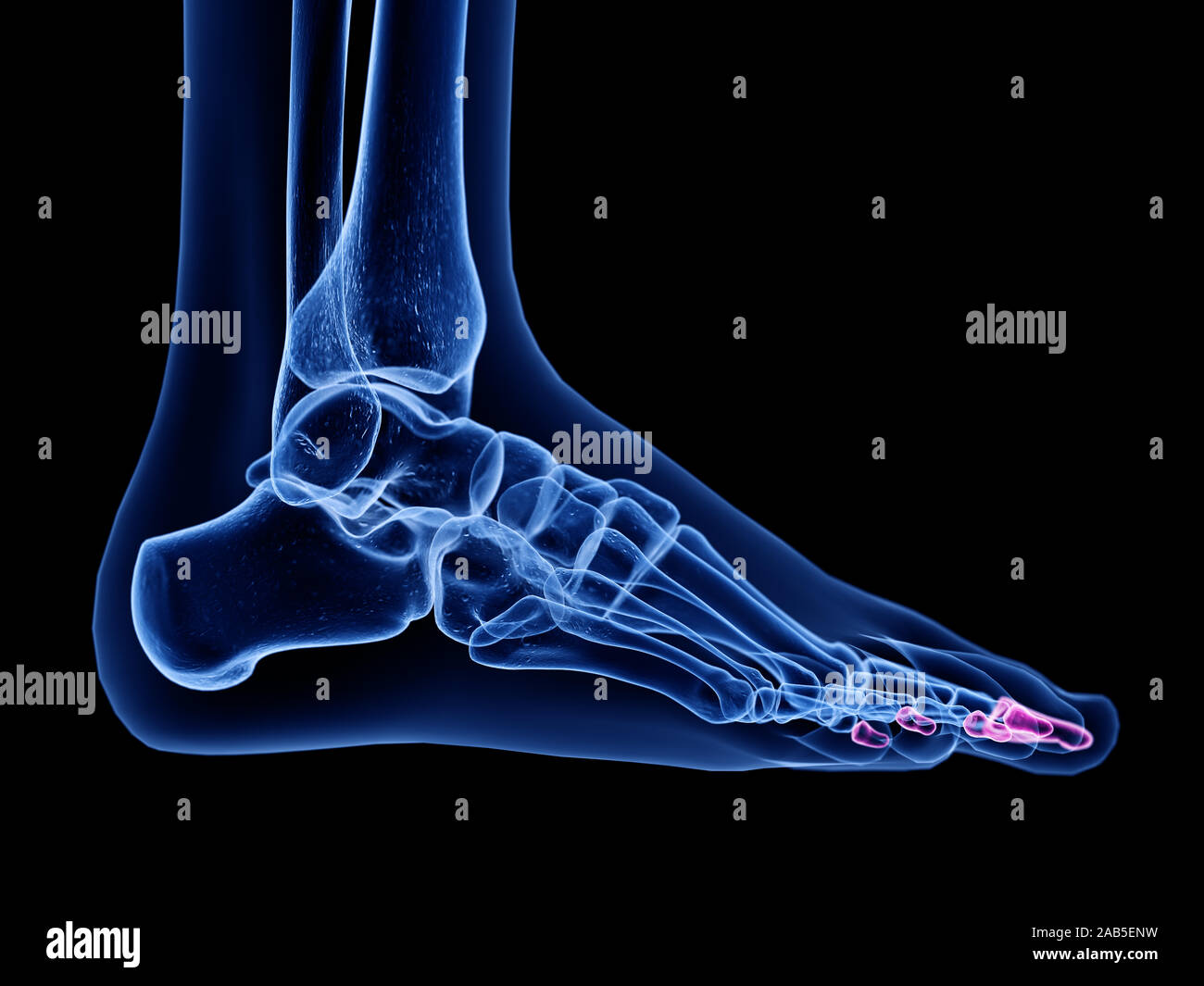 Distal Phalanx High Resolution Stock Photography and Images - Alamy