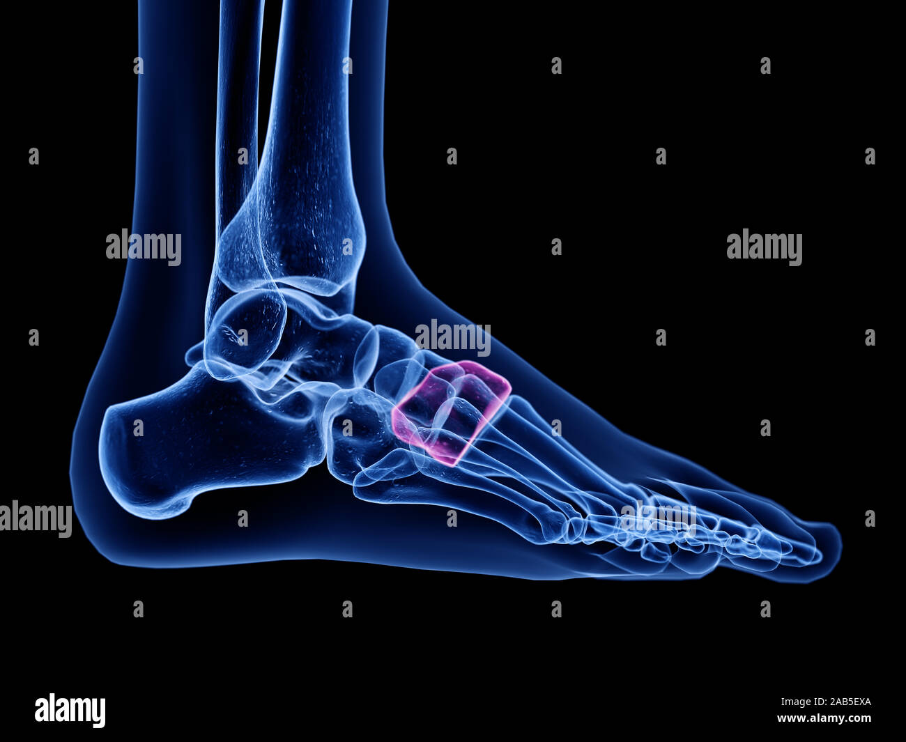 Medial cuneiform bone hi-res stock photography and images - Alamy
