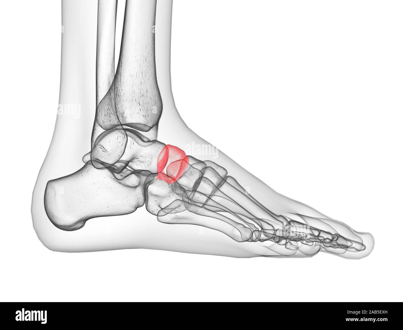 3d rendered medically accurate illustration of the navicular bone Stock ...