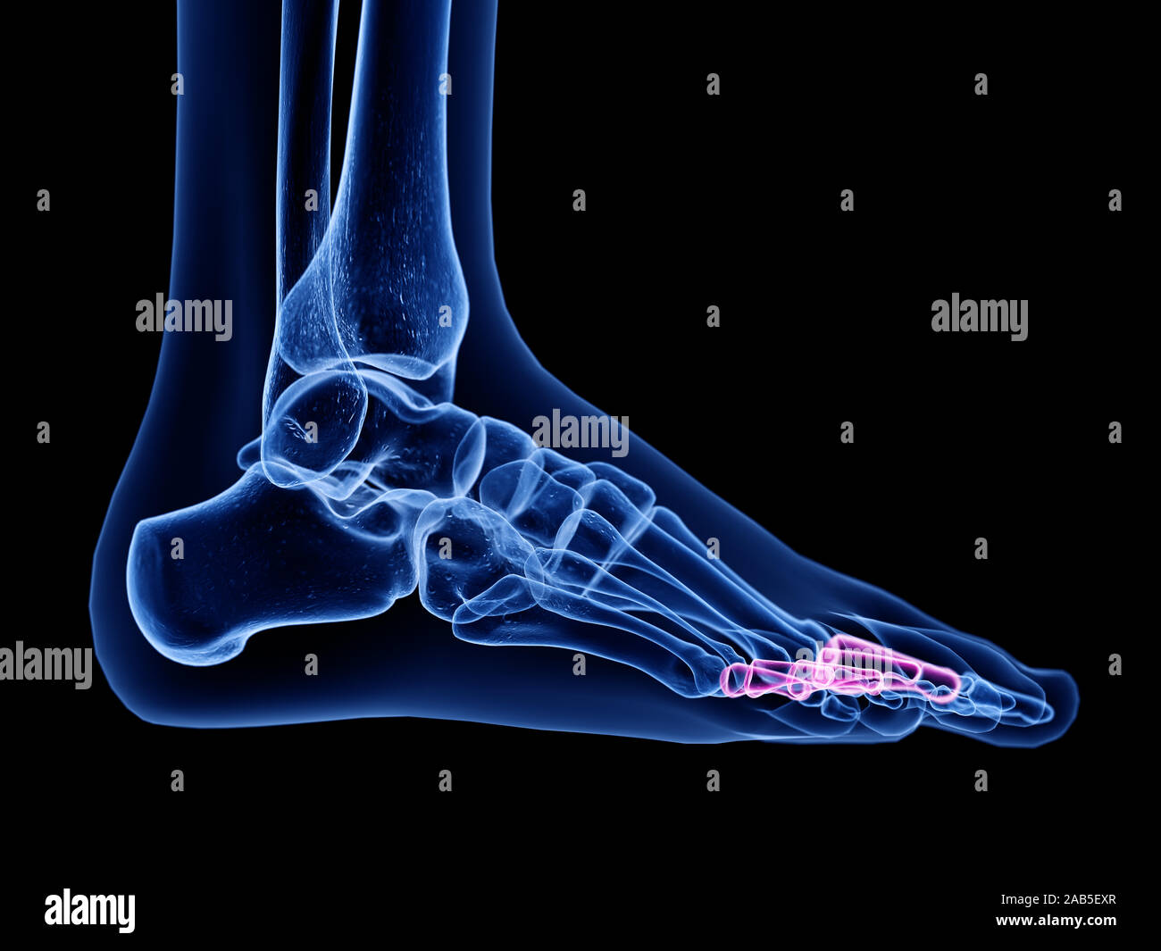 Proximal Phalanx High Resolution Stock Photography and Images - Alamy