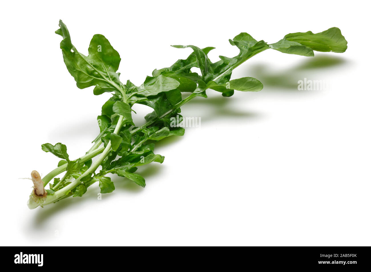 Bunch of fresh rucola isolated on white background Stock Photo - Alamy