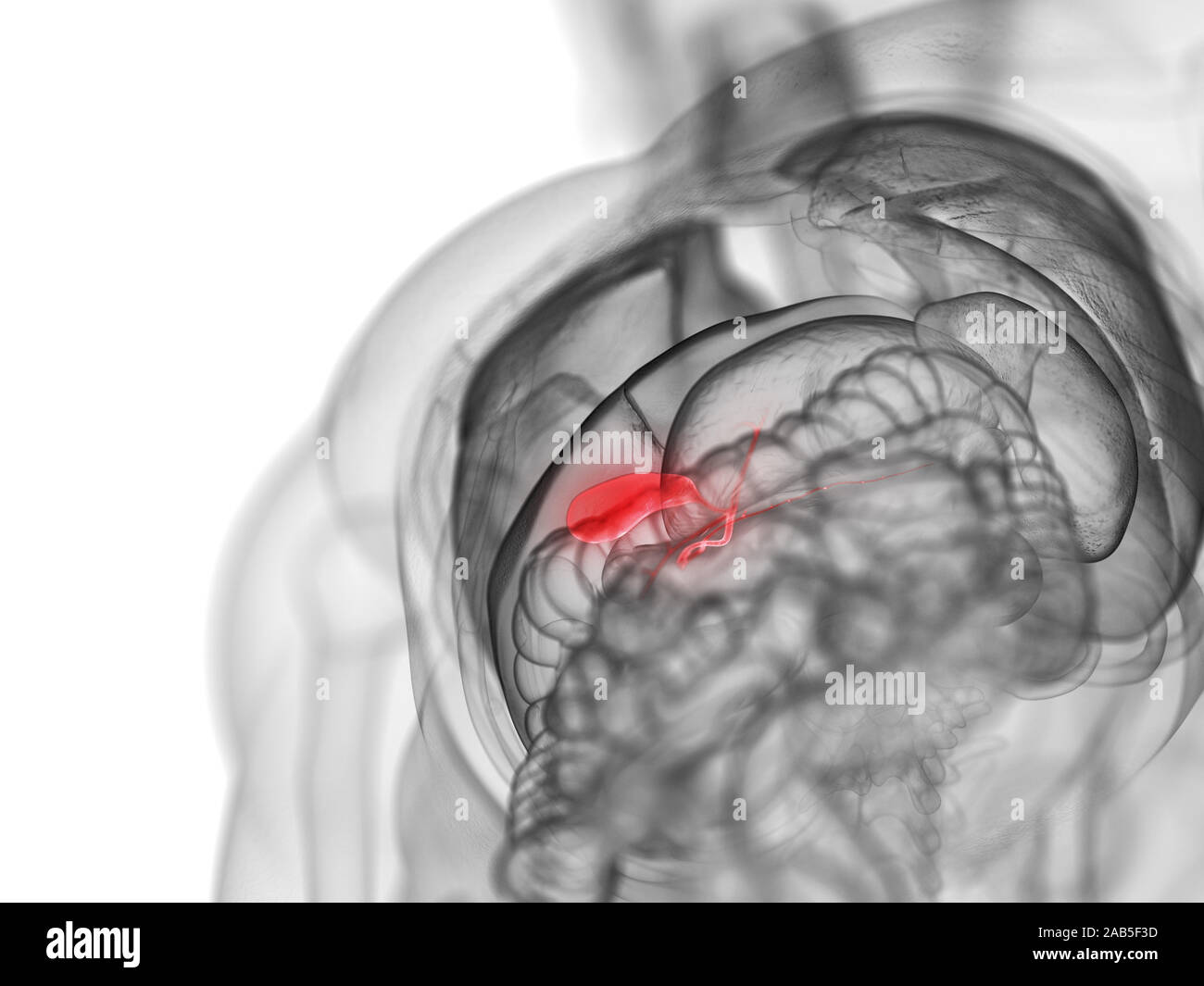 3d rendered medically accurate illustration of the gallbladder Stock ...