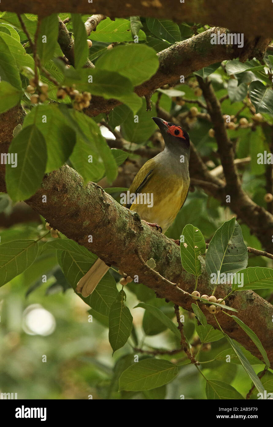 Australian Figbird (Sphecotheres vieilloti salvadorii) adult male ...