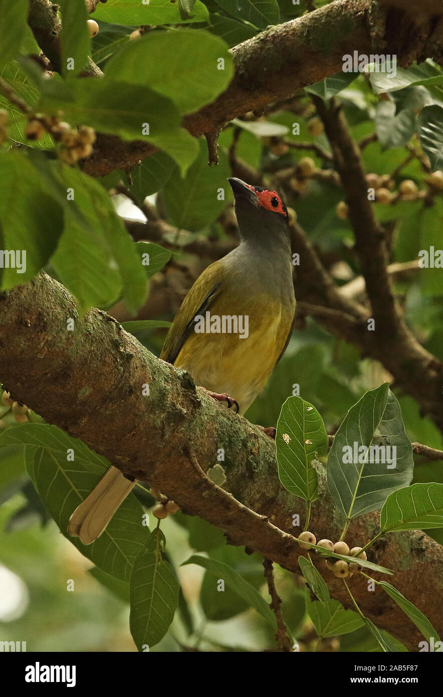 Australian Figbird (Sphecotheres vieilloti salvadorii) adult male ...