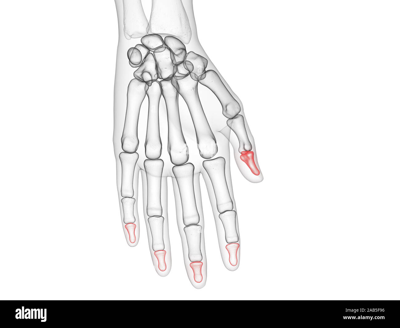 Distal phalanges hi-res stock photography and images - Alamy