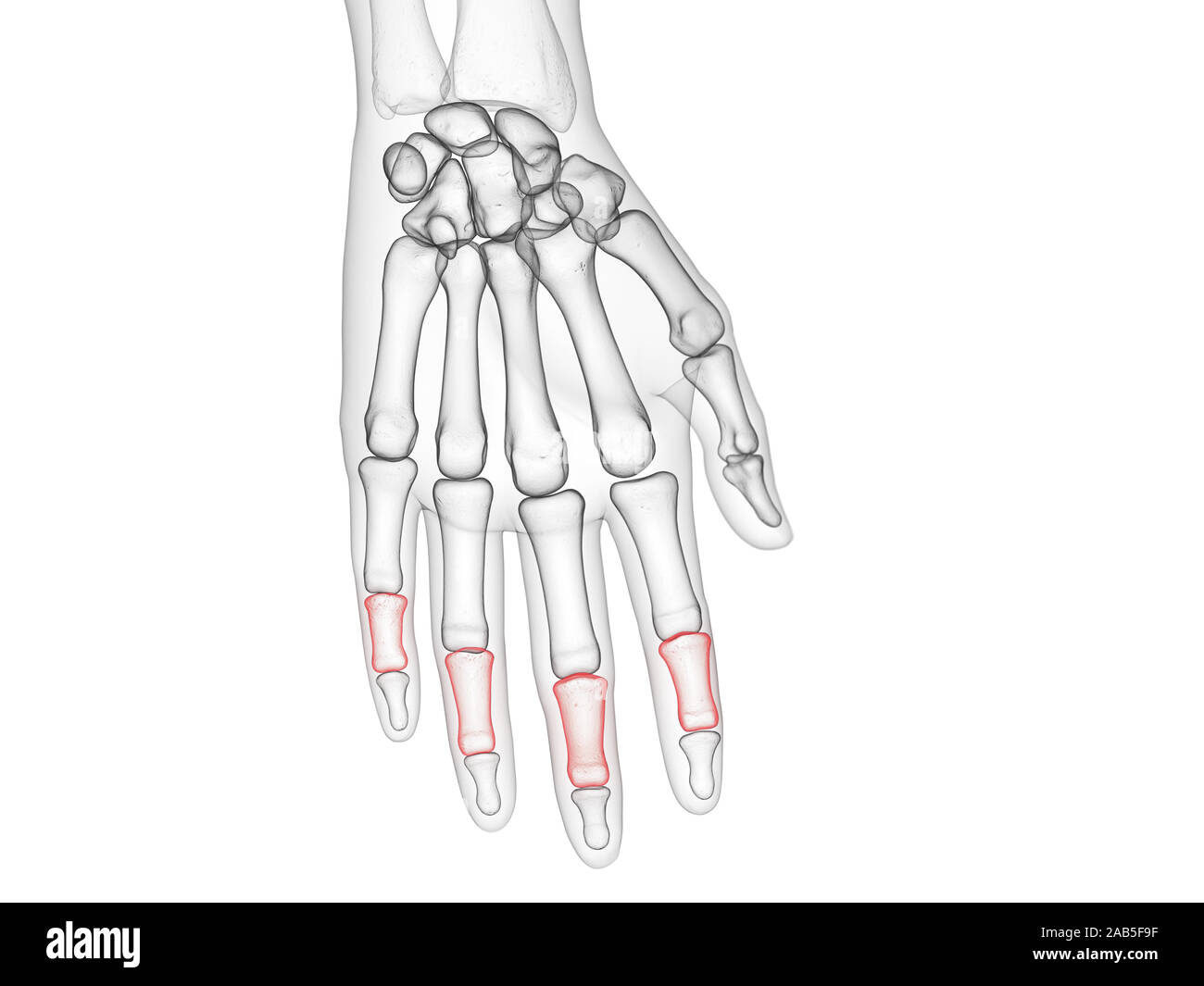 Phalanges hi-res stock photography and images - Alamy