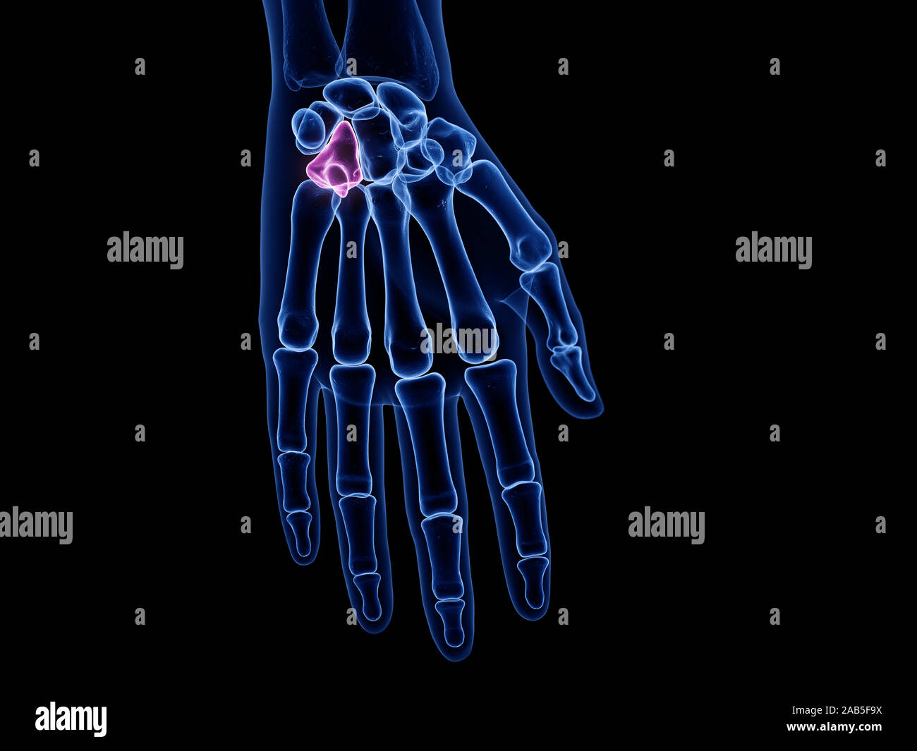 Hamate bone hi-res stock photography and images - Alamy