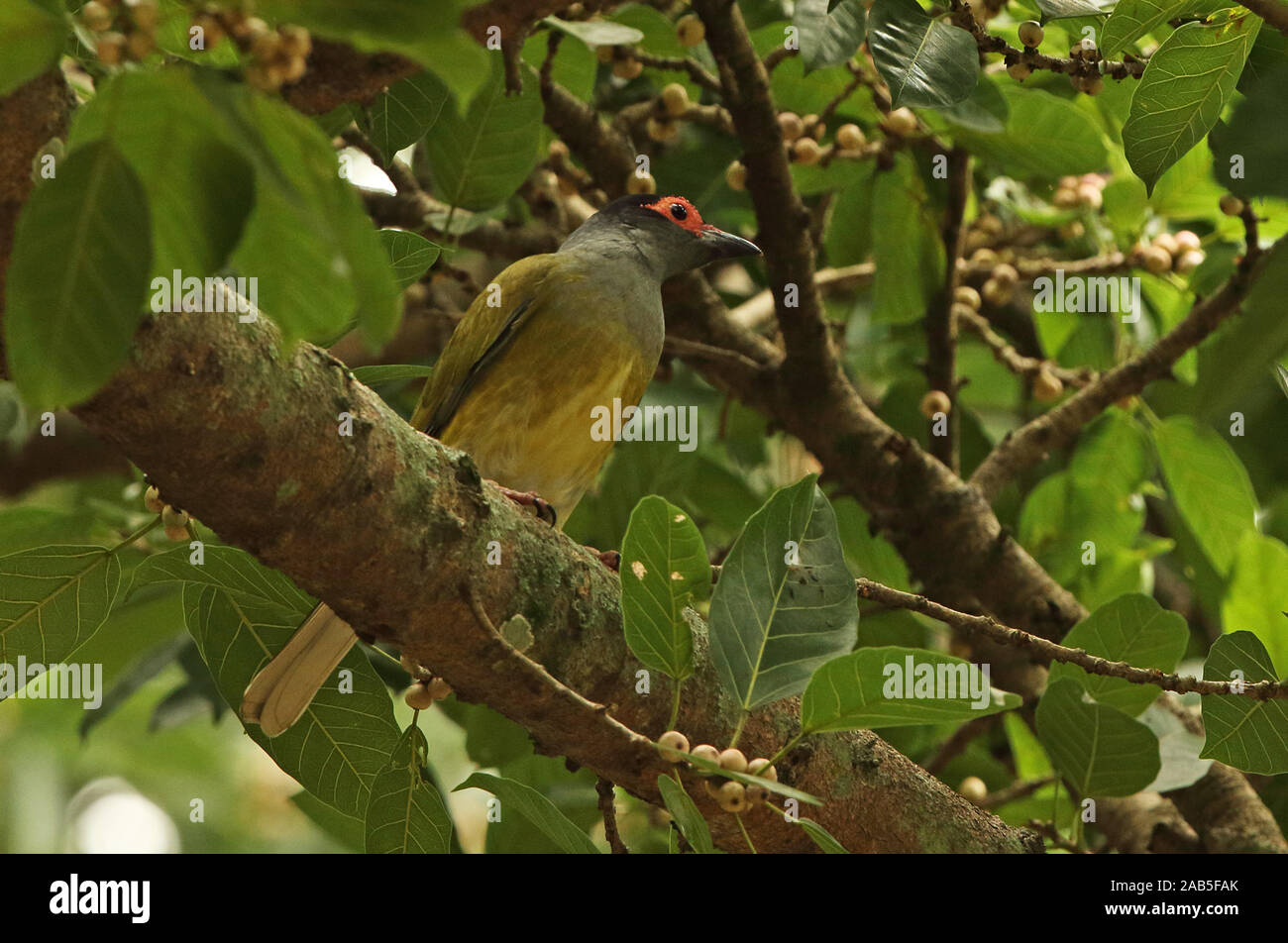 Australian Figbird (Sphecotheres vieilloti salvadorii) adult male ...