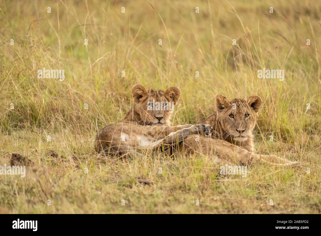 Lion and cub in rain High Resolution Stock Photography and Images - Alamy