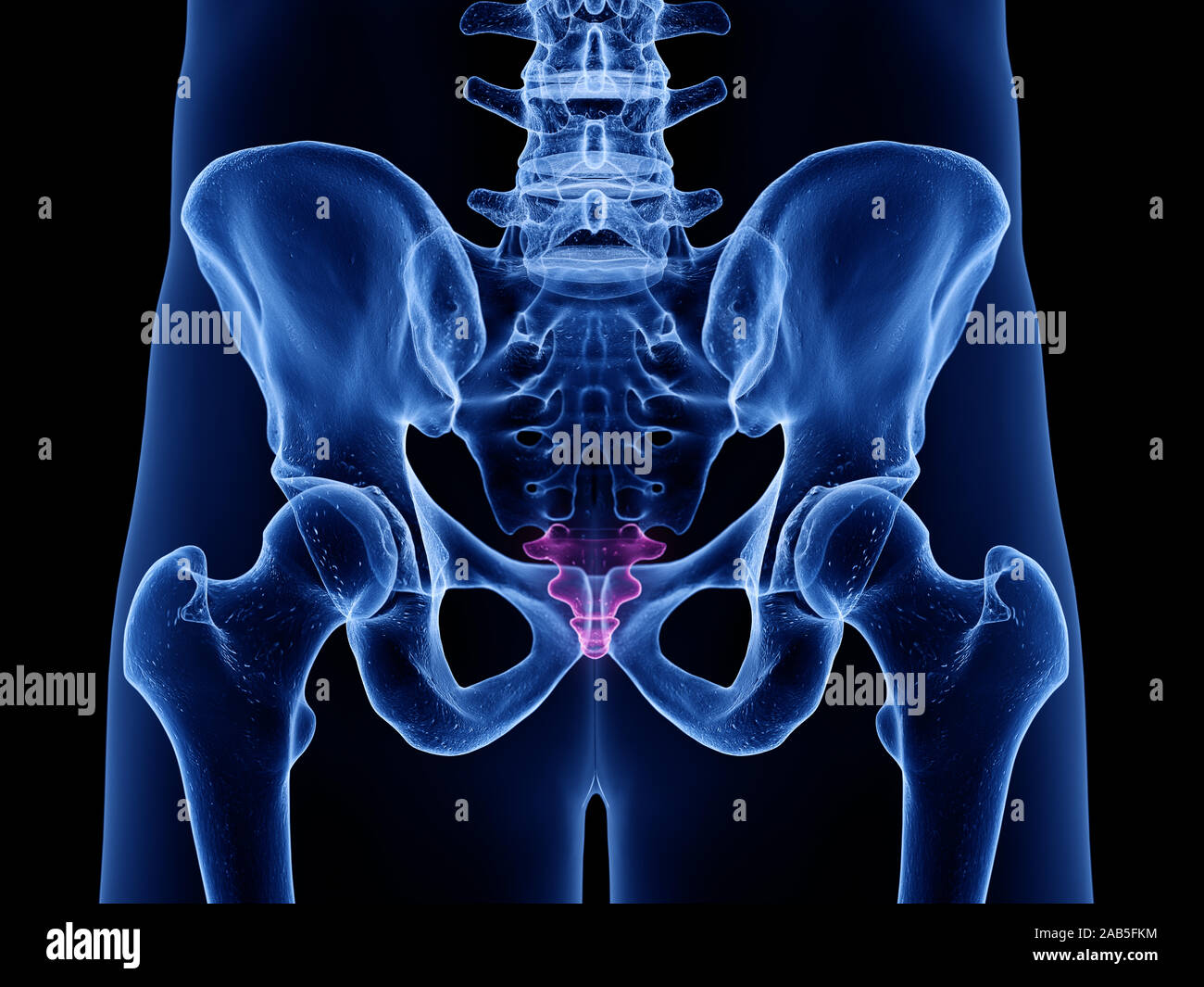 3d rendered medically accurate illustration of the coccyx Stock Photo ...