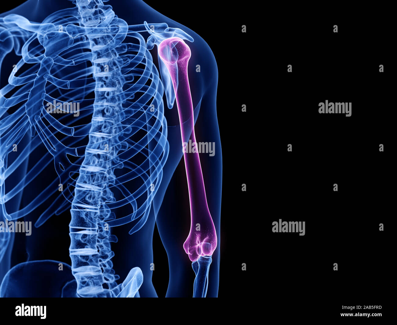 3d rendered medically accurate illustration of the humerus bone Stock ...