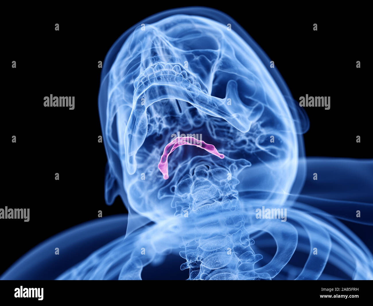 3d rendered medically accurate illustration of the hyoid bone Stock ...