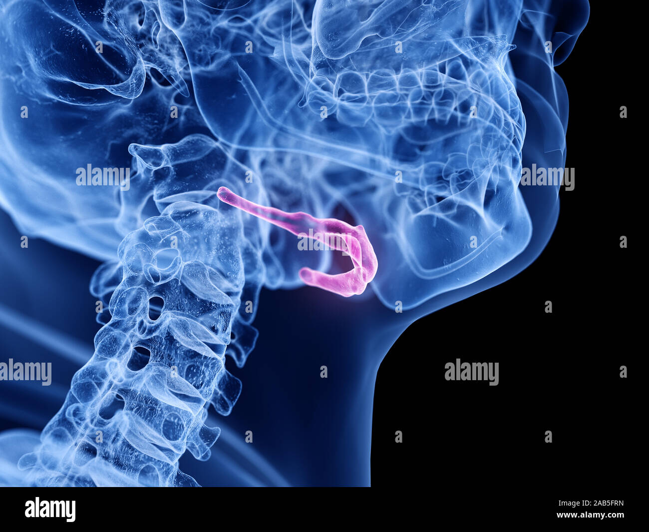 Hyoid skeleton hi-res stock photography and images - Alamy