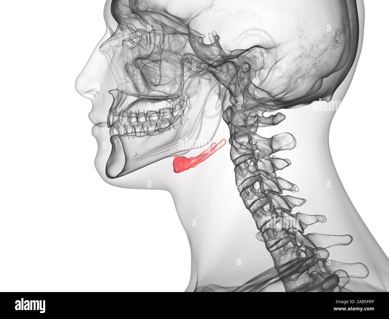 3d rendered medically accurate illustration of the hyoid bone Stock ...