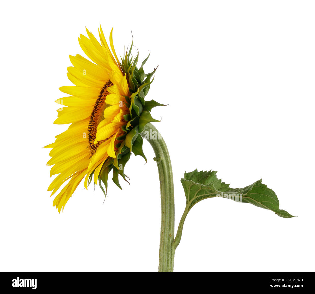 Single Sunflower isolated on white background Stock Photo - Alamy