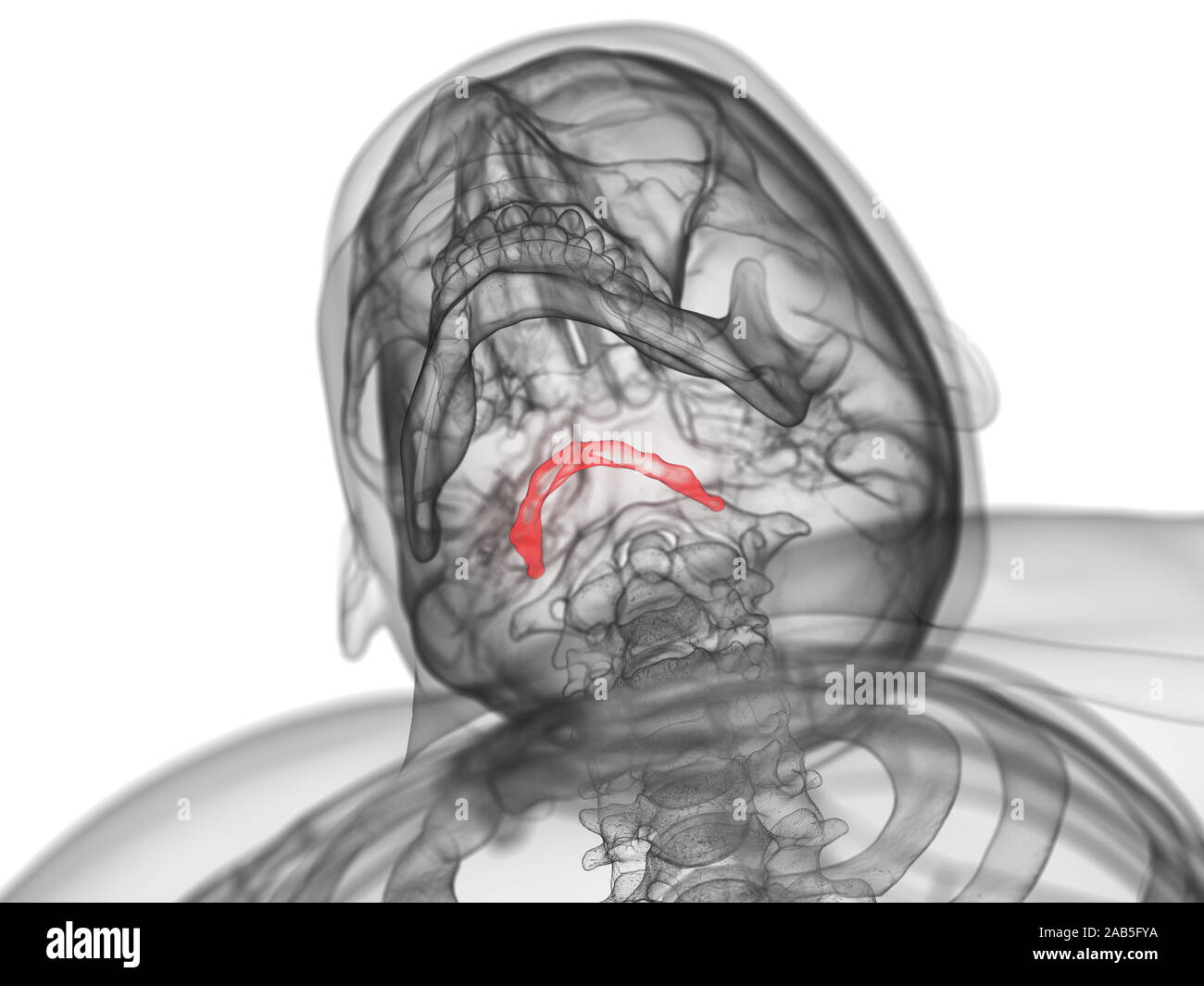 3d rendered medically accurate illustration of the hyoid bone Stock ...
