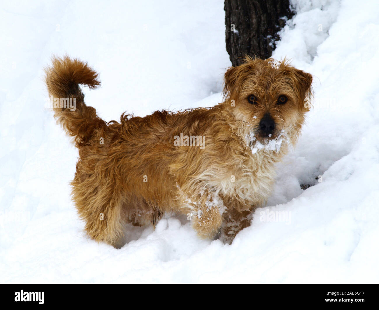 Bearded dog schnauzer hi-res stock photography and images - Alamy
