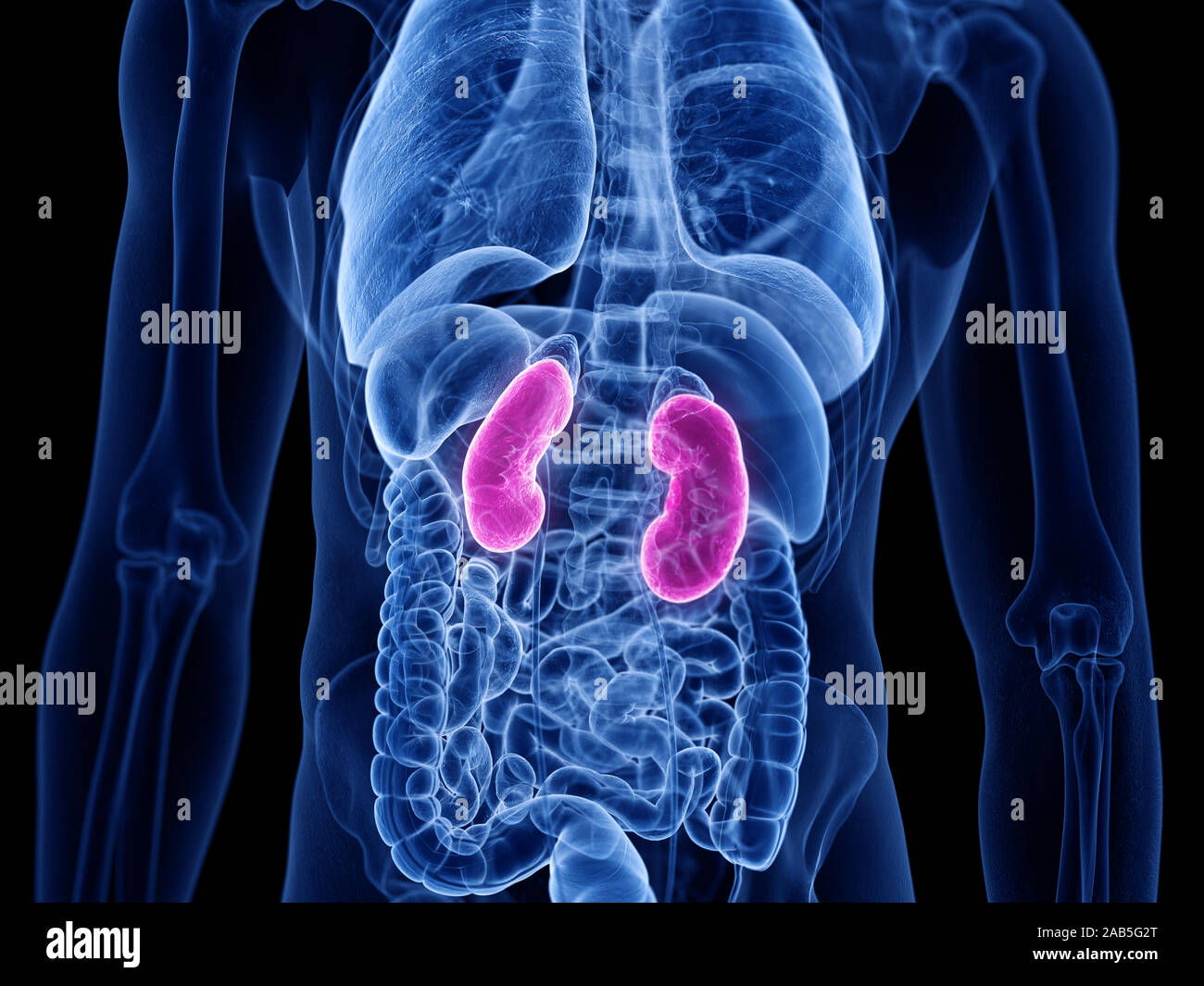 3d rendered medically accurate illustration of the human kidneys Stock ...