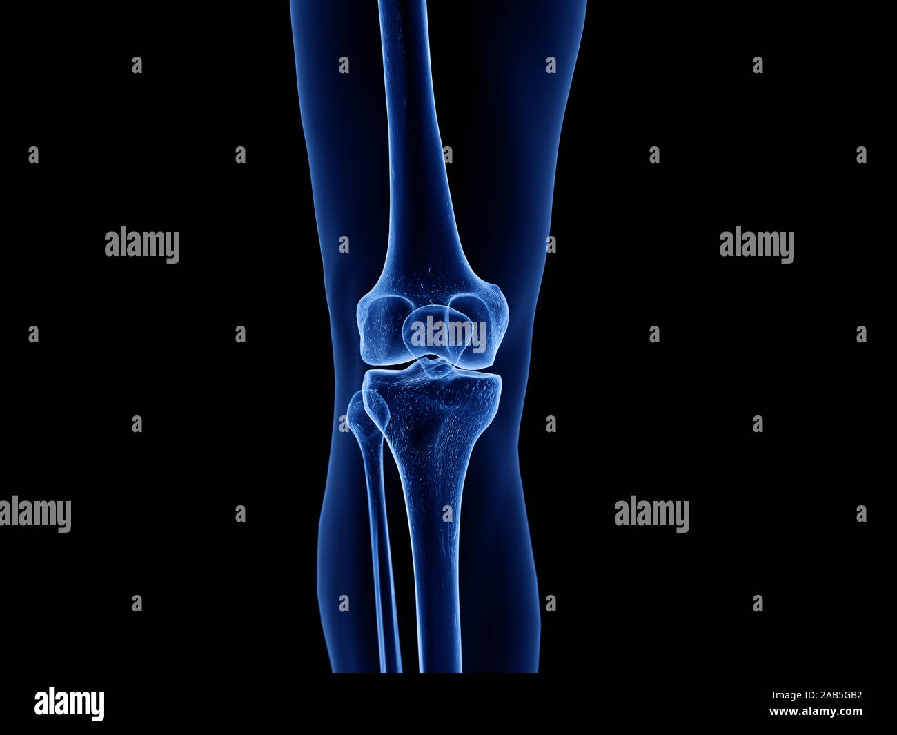 3d rendered medically accurate illustration of the healthy knee joint ...