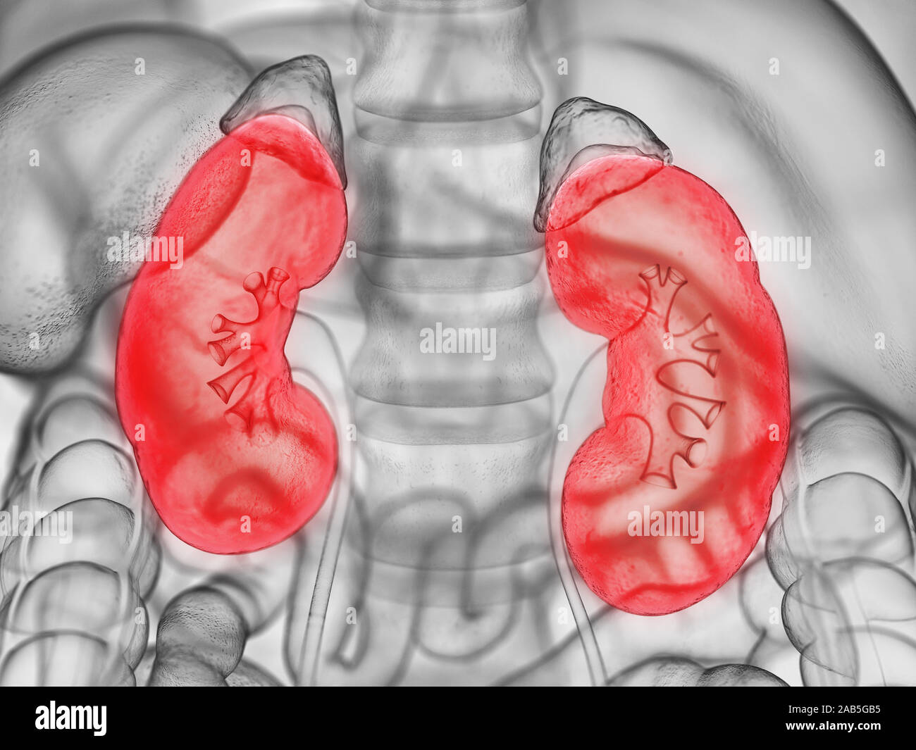 3d rendered medically accurate illustration of the human kidneys Stock ...