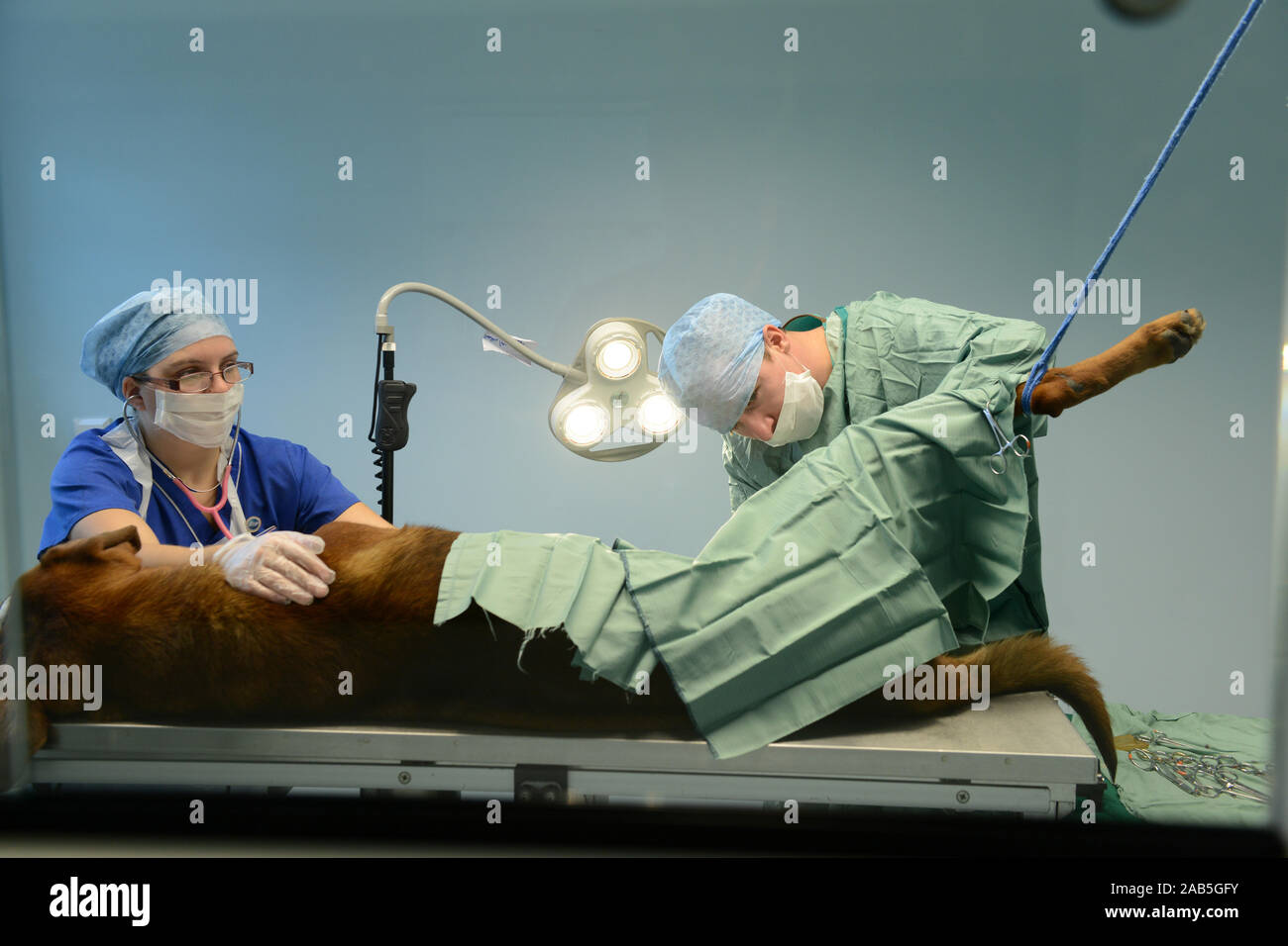 Veterinary surgeon hi-res stock photography and images - Alamy