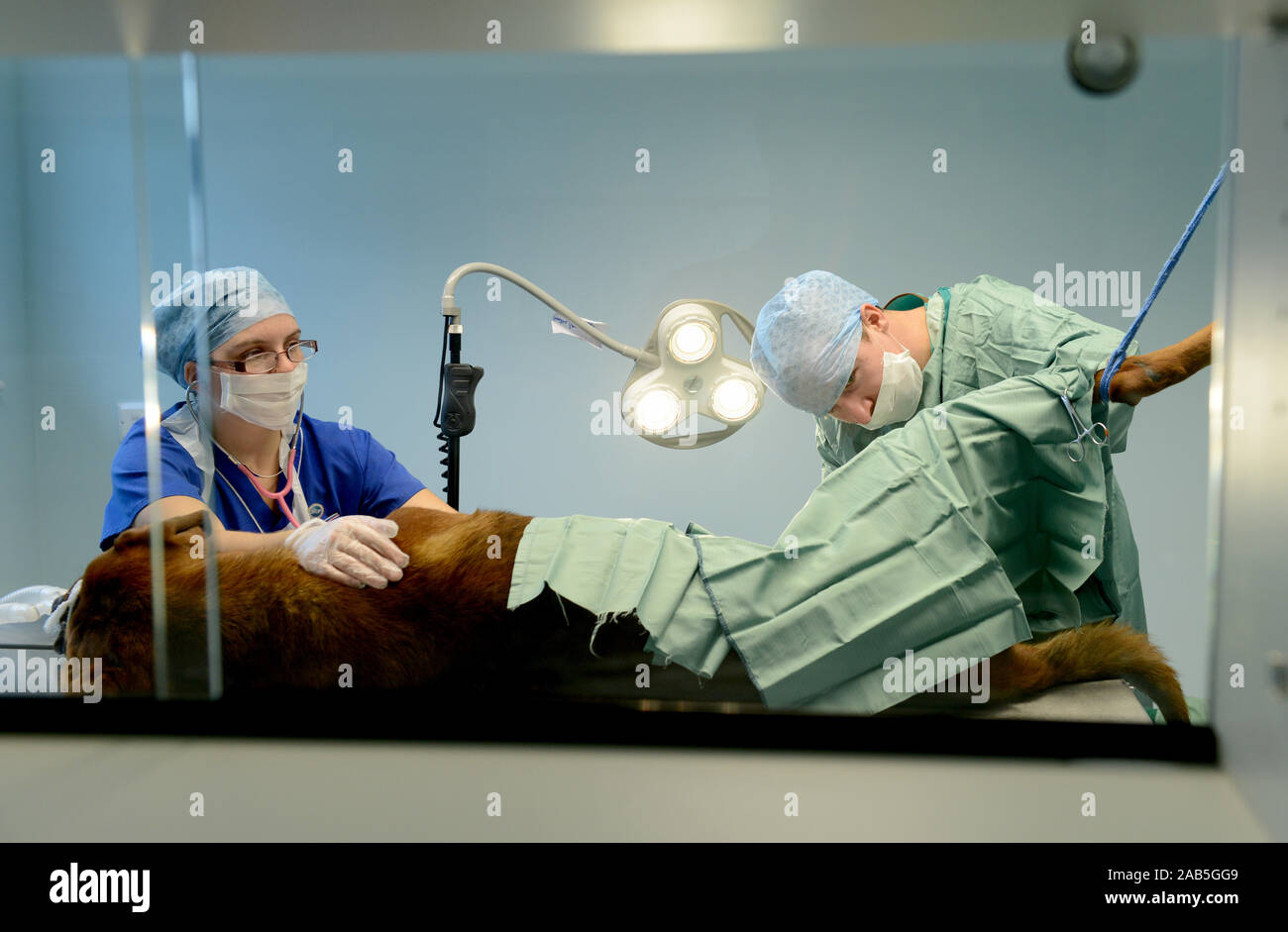 Operating theatre surgery hi-res stock photography and images - Alamy