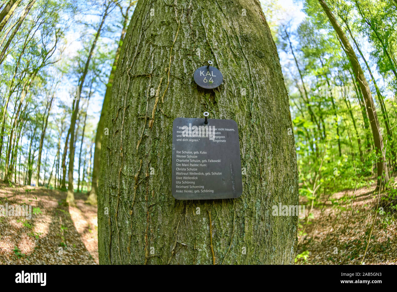 Friedwald, Erdersche Strasse, Kalletal, Nordrhein-Westfalen ...