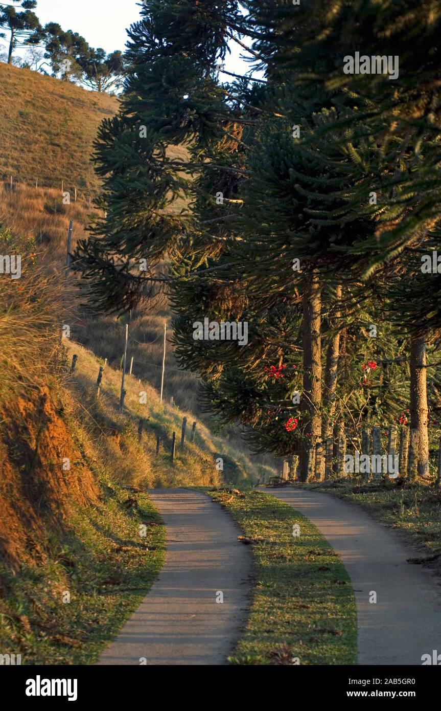 Sao paulo people street vertical hi-res stock photography and images ...