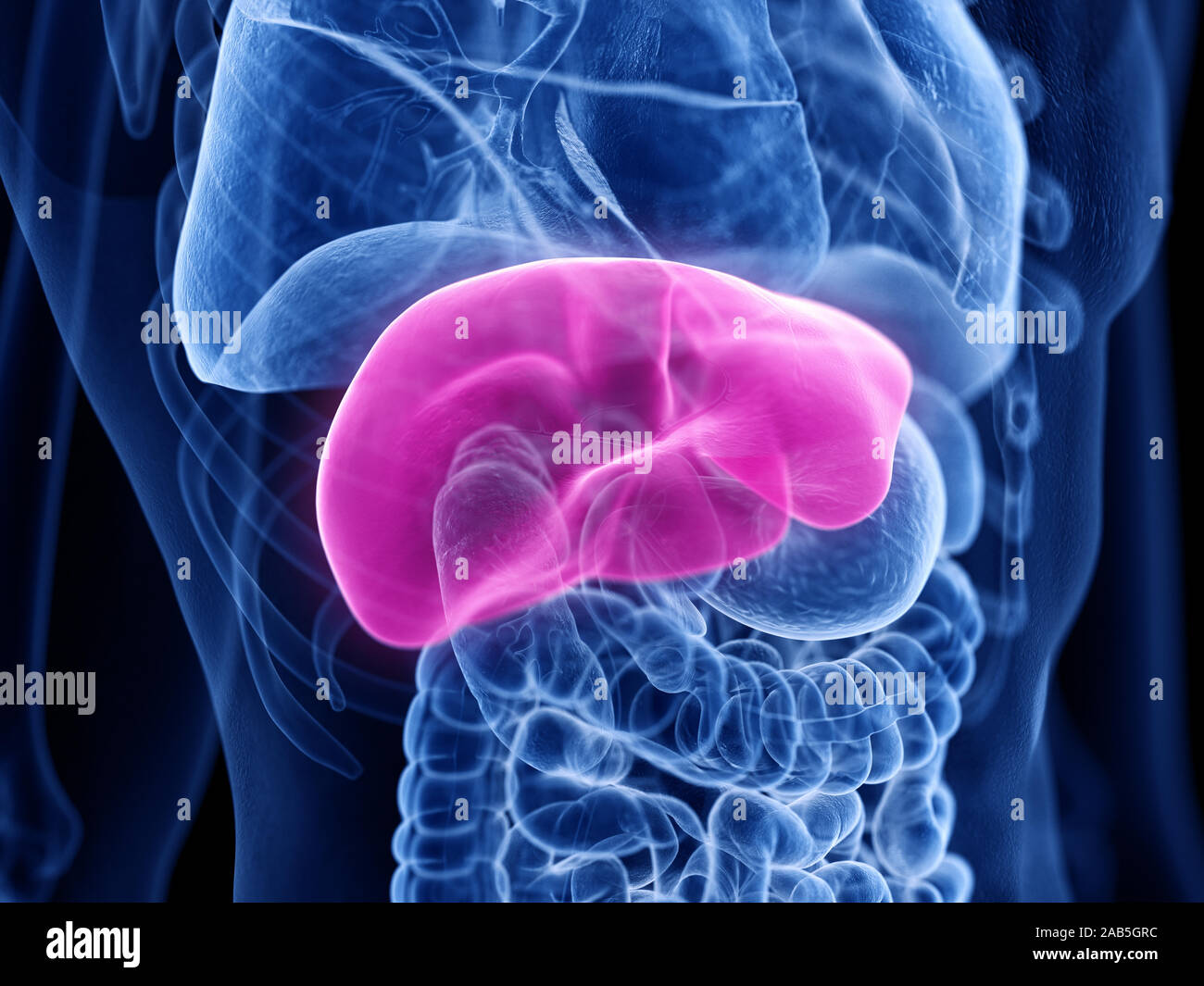 3d rendered medically accurate illustration of the liver Stock Photo ...