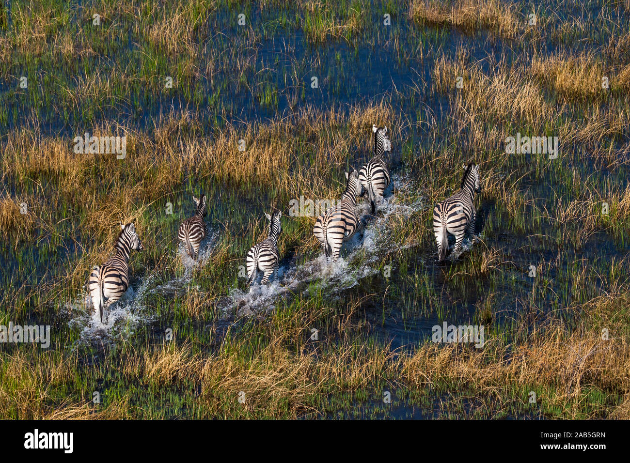Hippomorpha hi-res stock photography and images - Alamy