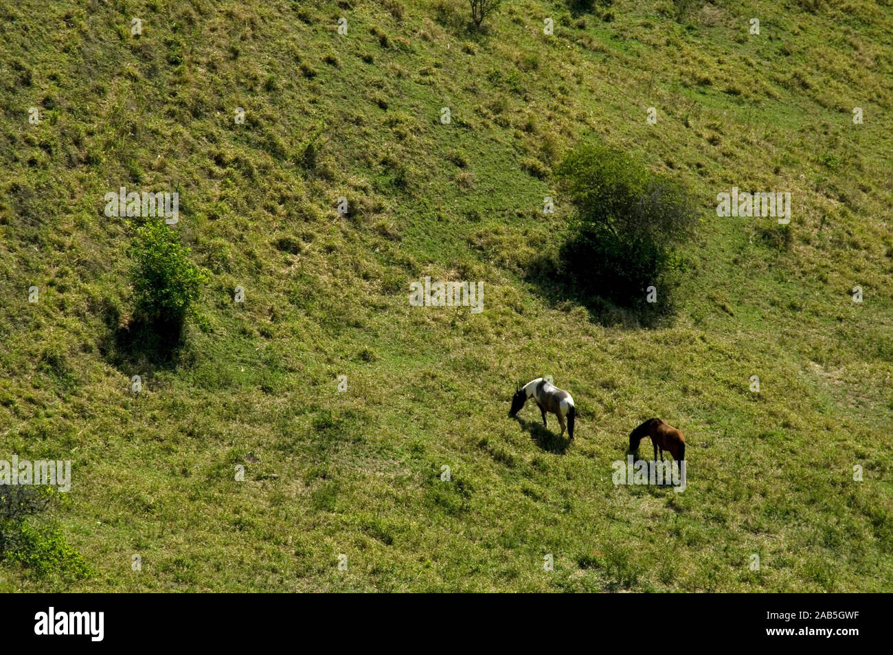 Horses, Santo Antônio do Pinhal, São Paulo, Brazil Stock Photo - Alamy