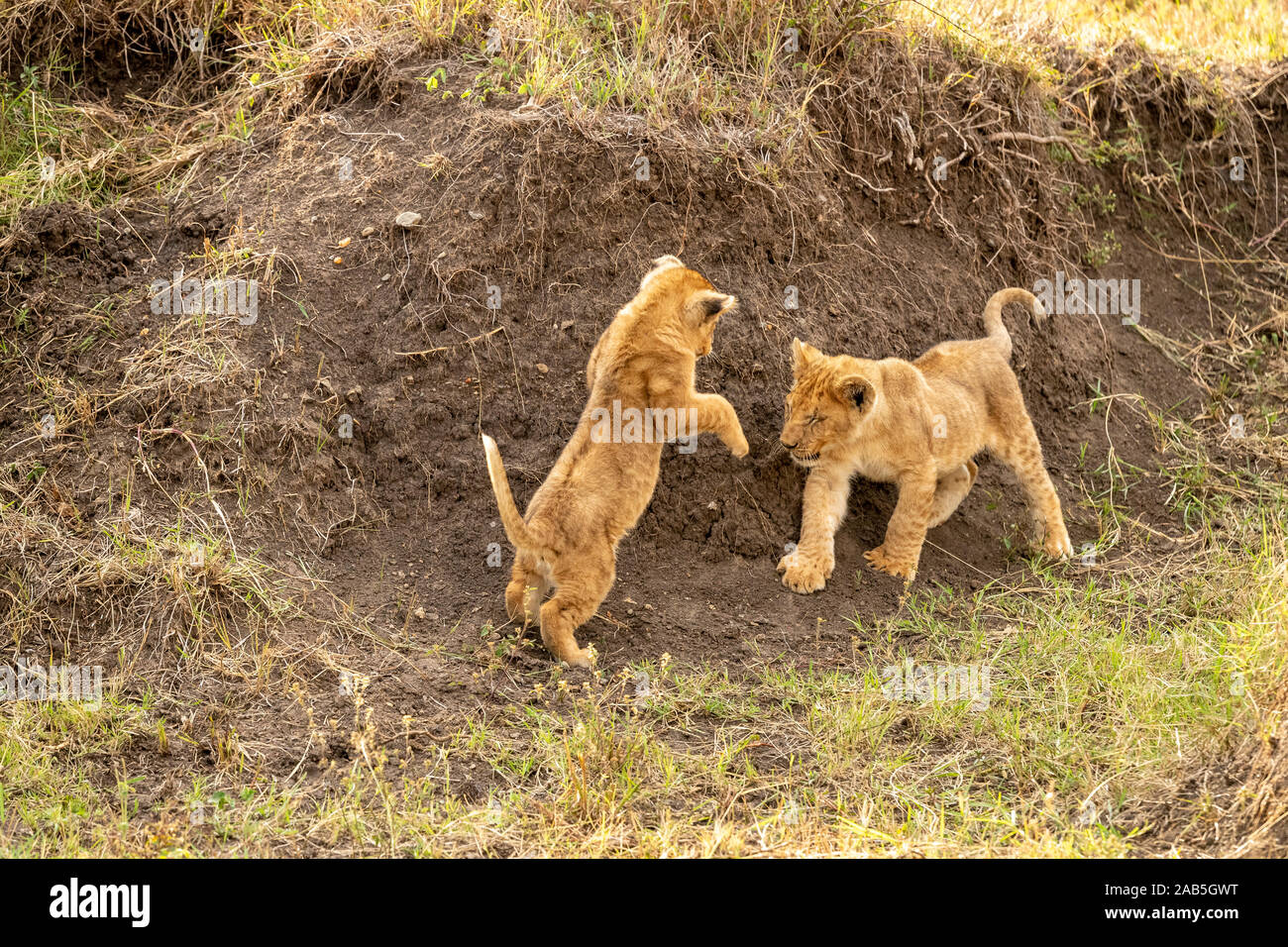 Pouncing Cat High Resolution Stock Photography and Images - Alamy