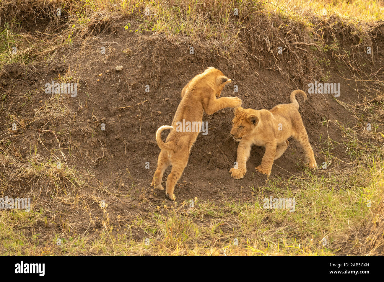 Pouncing lion hi-res stock photography and images - Alamy