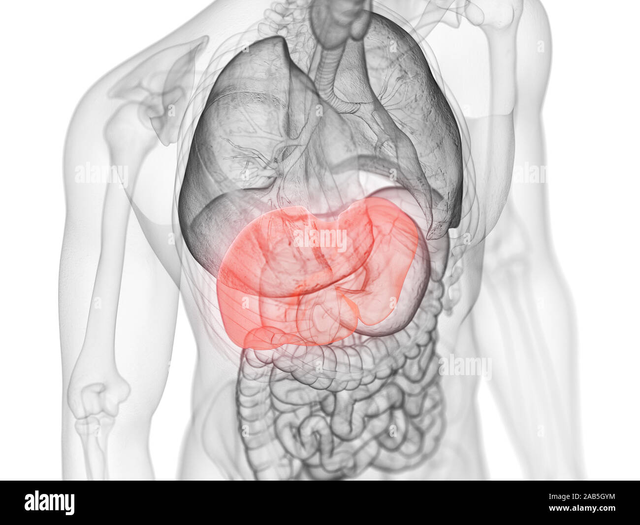 3d rendered medically accurate illustration of the liver Stock Photo ...
