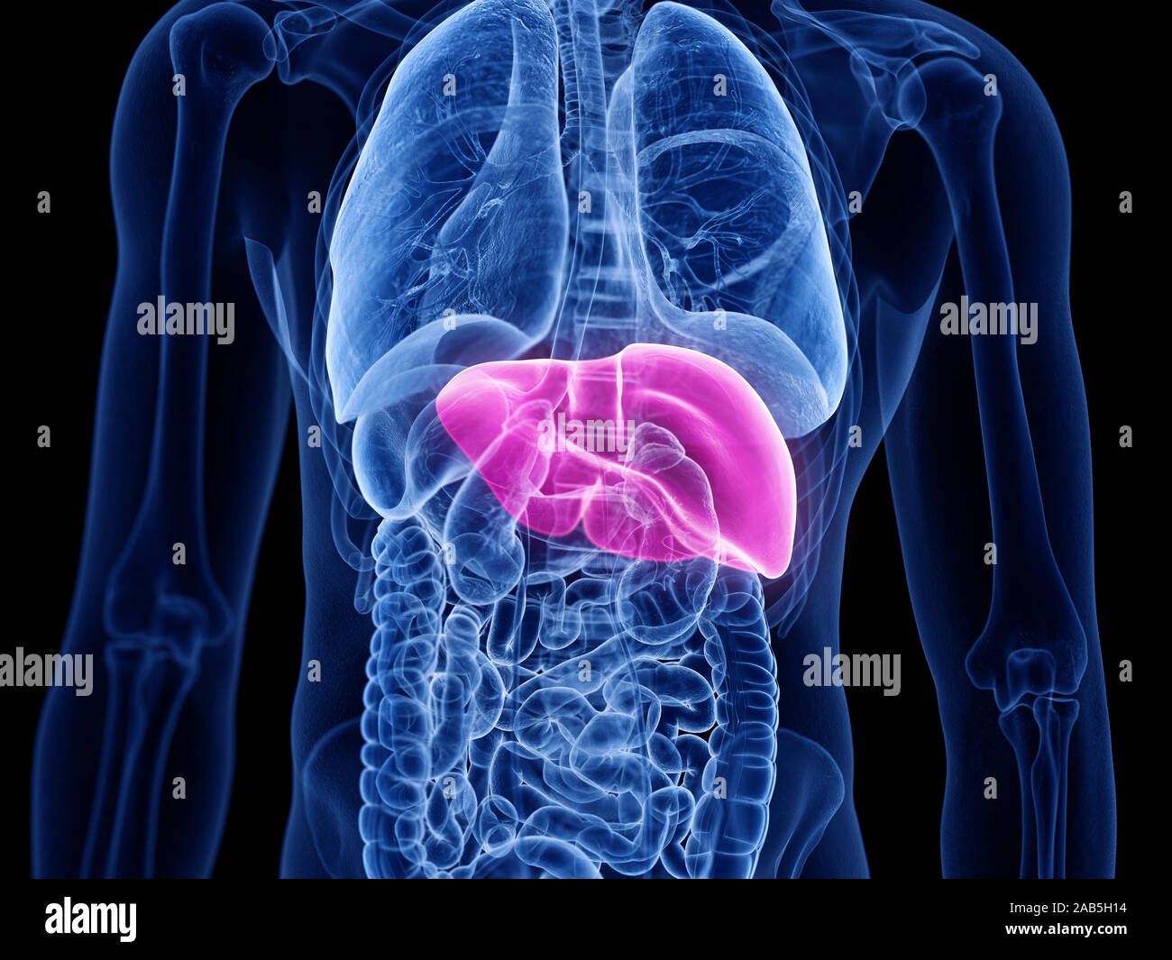 3d rendered medically accurate illustration of the liver Stock Photo ...