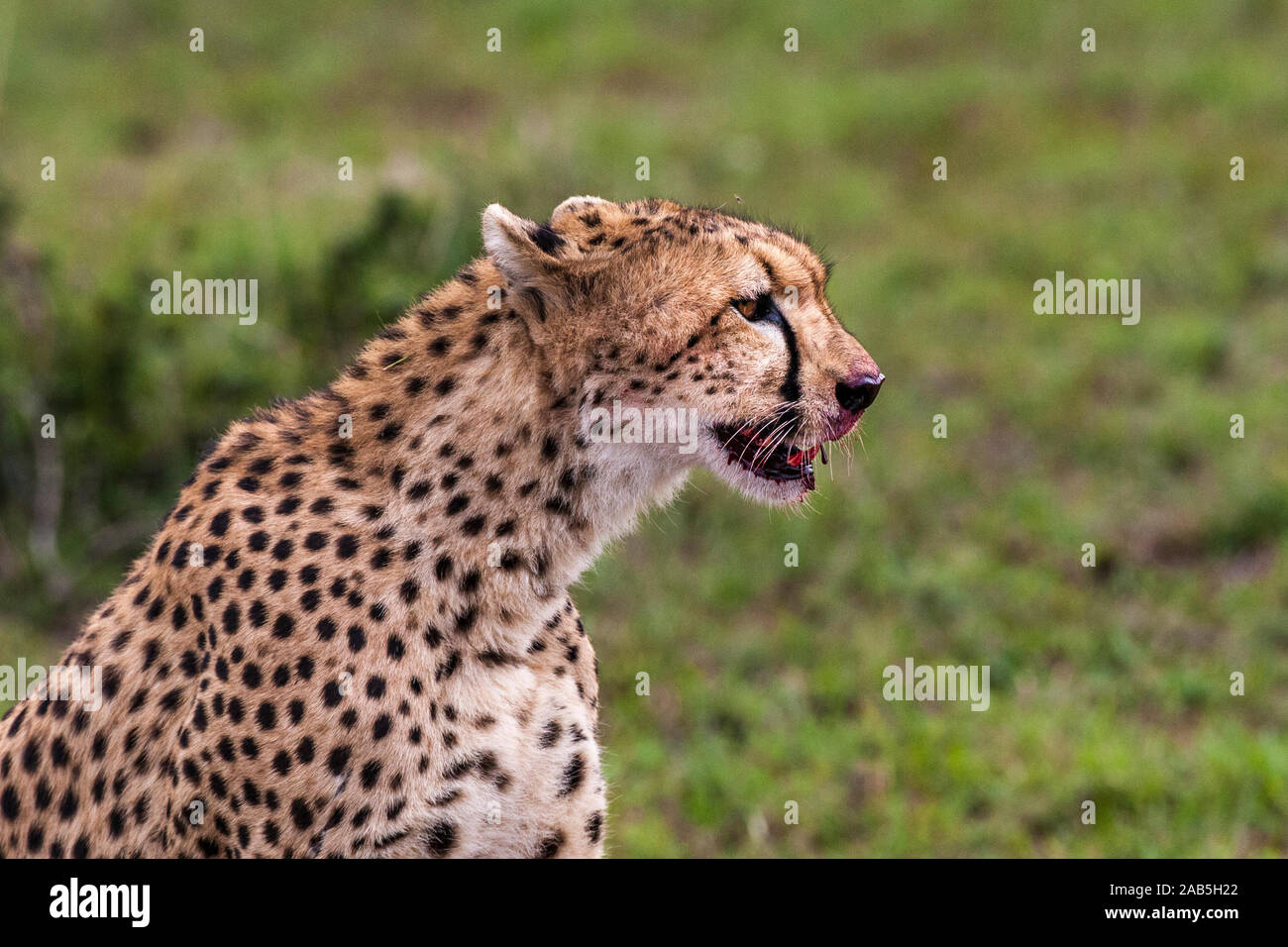 Gepard auf der jagd hi-res stock photography and images - Alamy