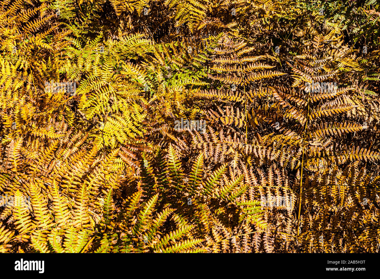 Central ferns hi-res stock photography and images - Alamy