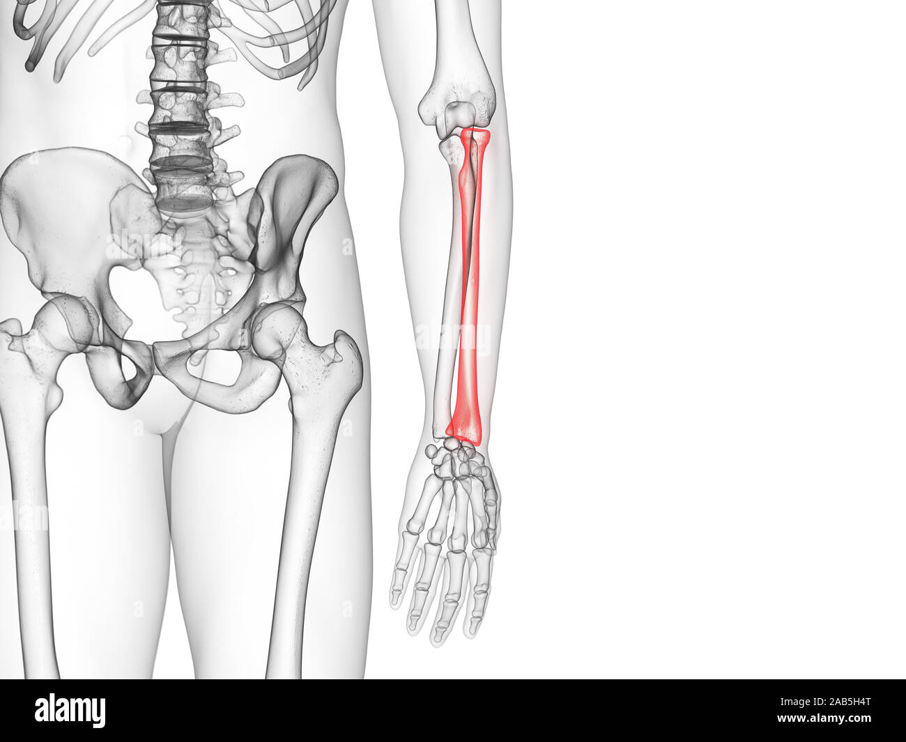 Radius bone hi-res stock photography and images - Alamy