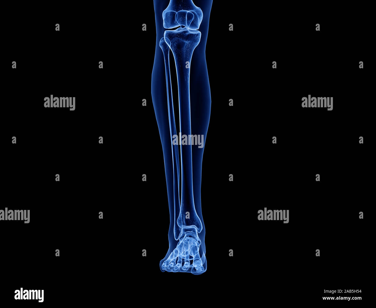 3d rendered medically accurate illustration of the lower leg bones ...