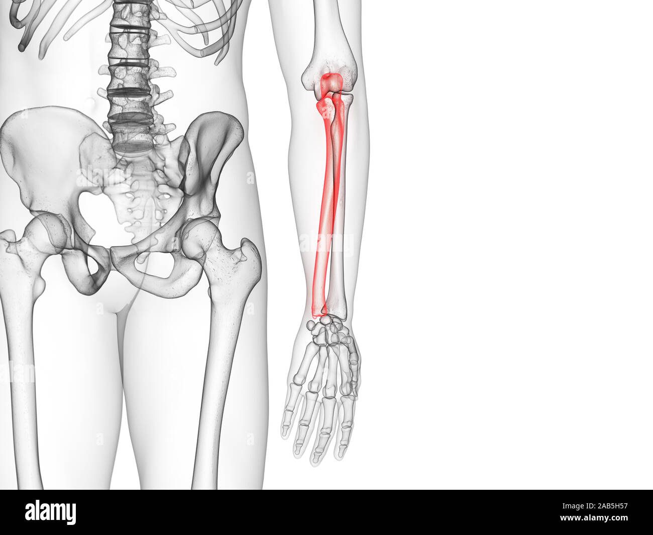 3d rendered medically accurate illustration of the ulna bone Stock ...
