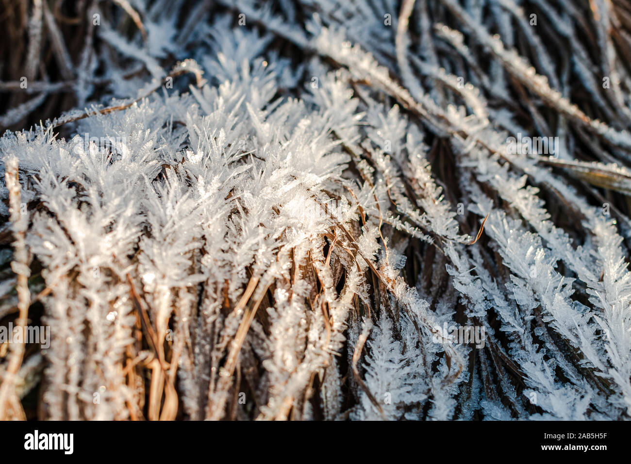 Large clear sharp crystals of ice on the surface of brown grass like ...