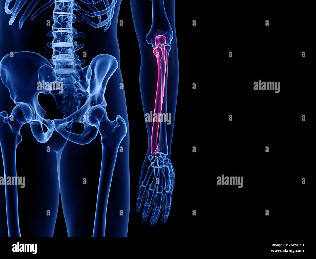 3d rendered medically accurate illustration of the ulna bone Stock ...