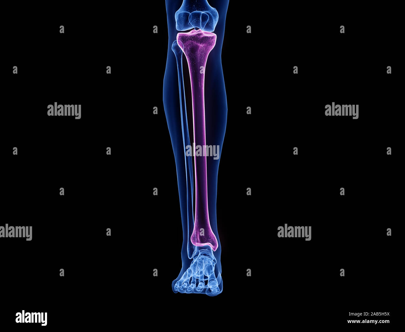 3d rendered medically accurate illustration of the tibia bone Stock ...