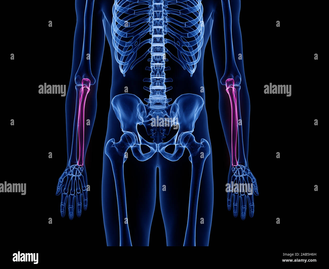 3d rendered medically accurate illustration of the ulna bone Stock ...